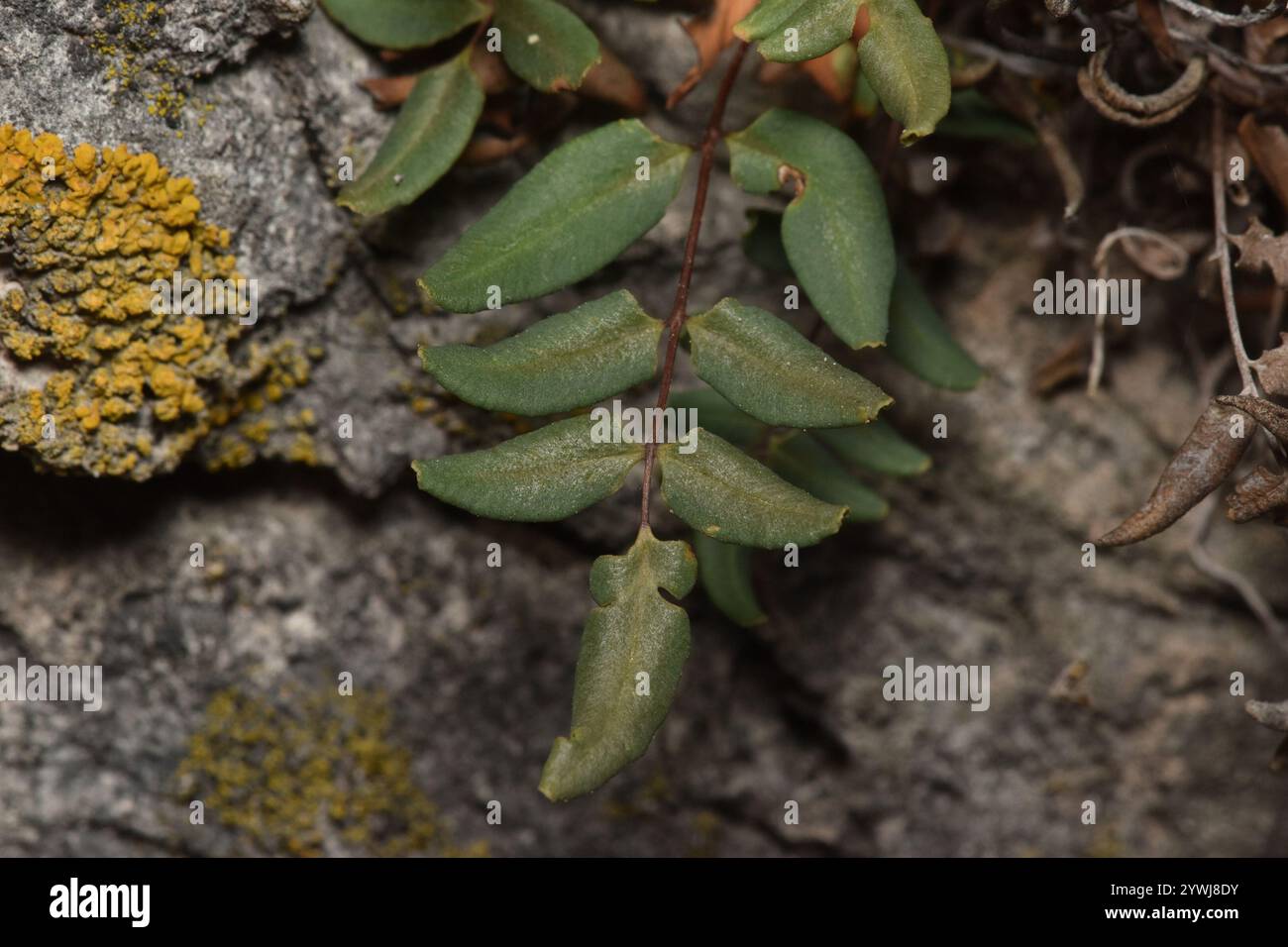 smooth cliffbrake (Pellaea glabella Stock Photo - Alamy