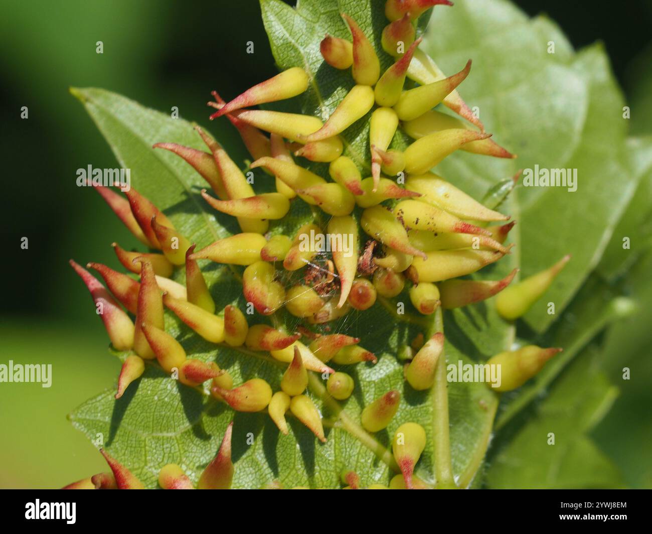 Grape Tube Gallmaker (Ampelomyia viticola Stock Photo - Alamy