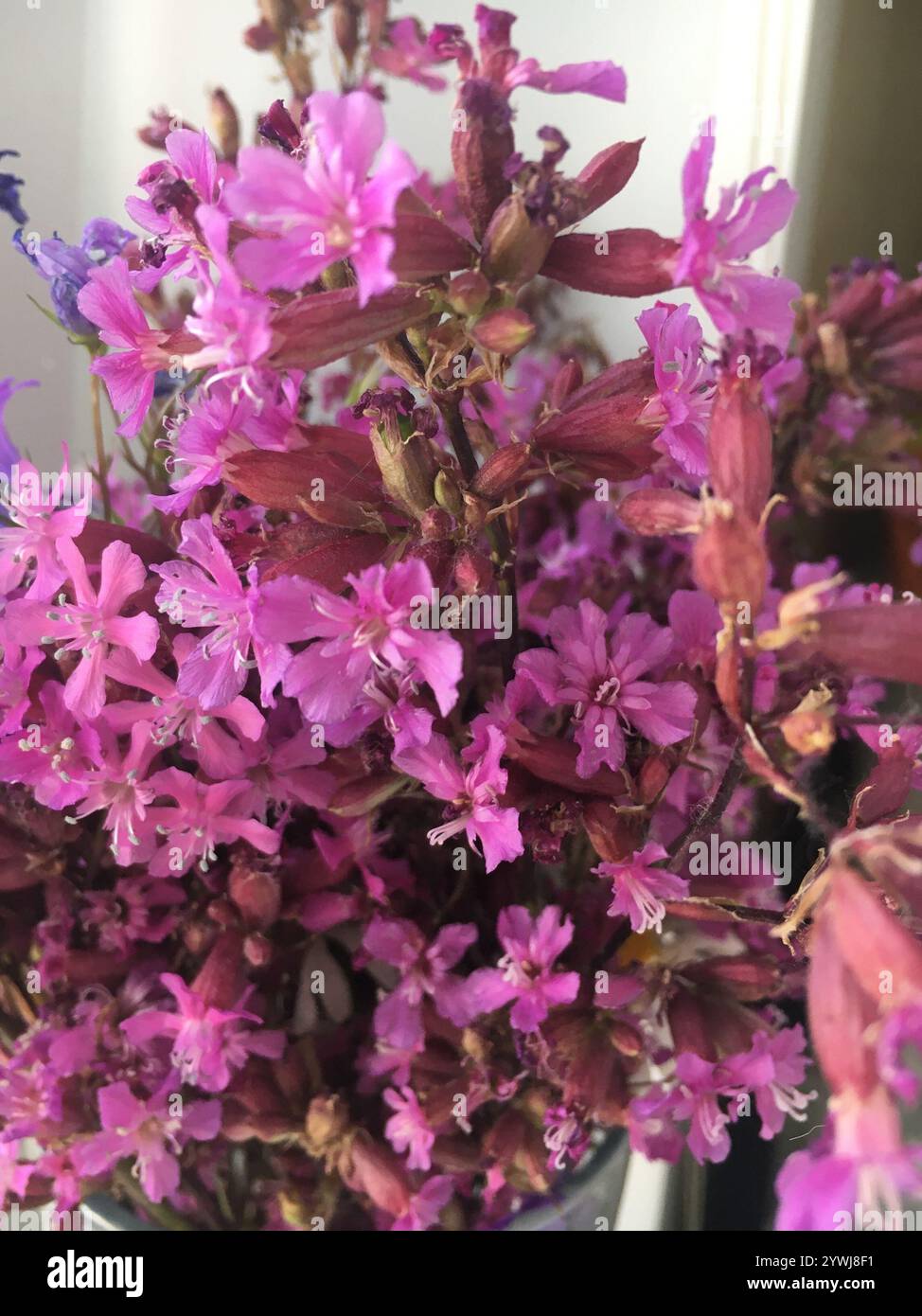 Sticky Catchfly (Viscaria vulgaris Stock Photo - Alamy