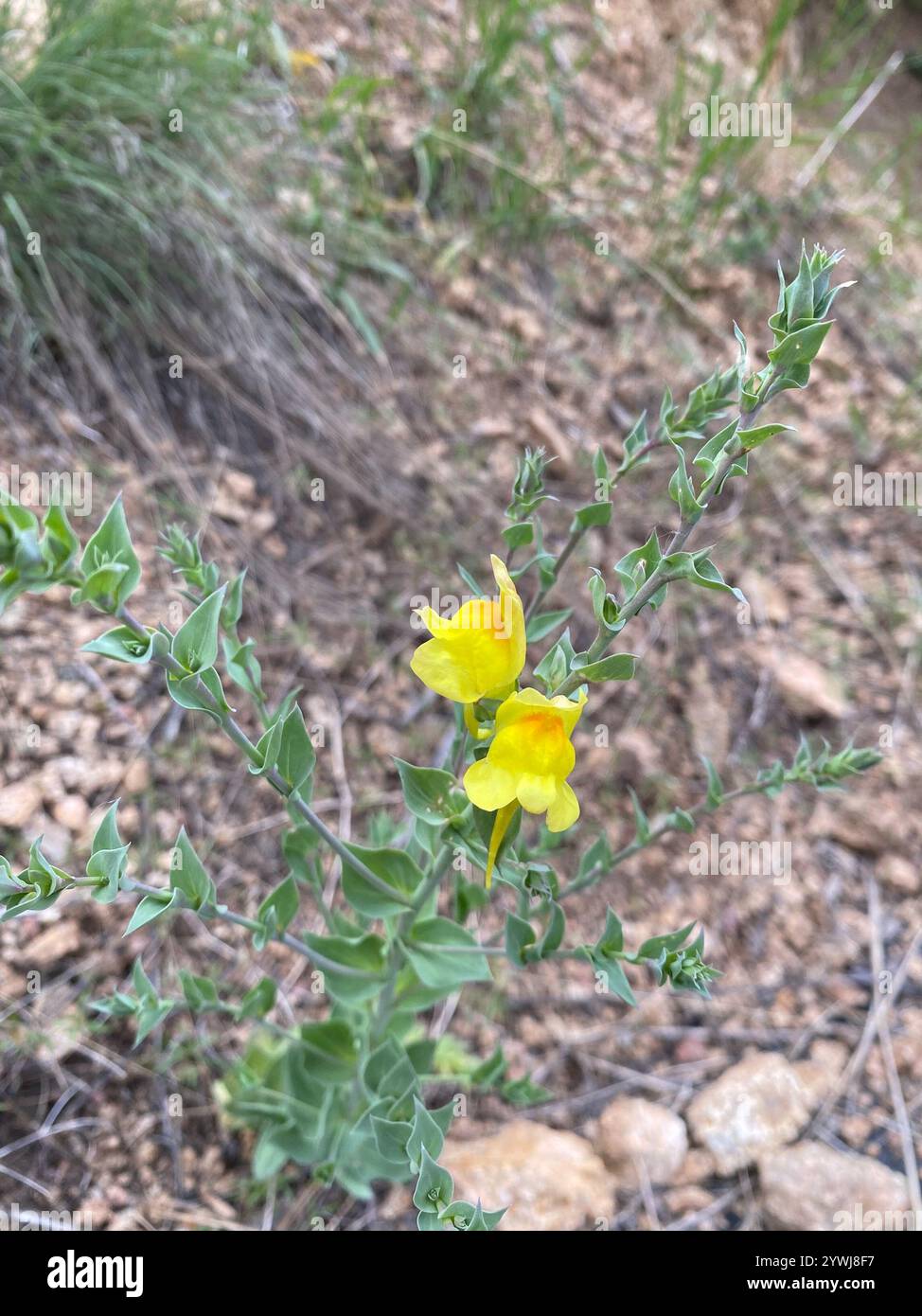Balkan toadflax (Linaria dalmatica Stock Photo - Alamy