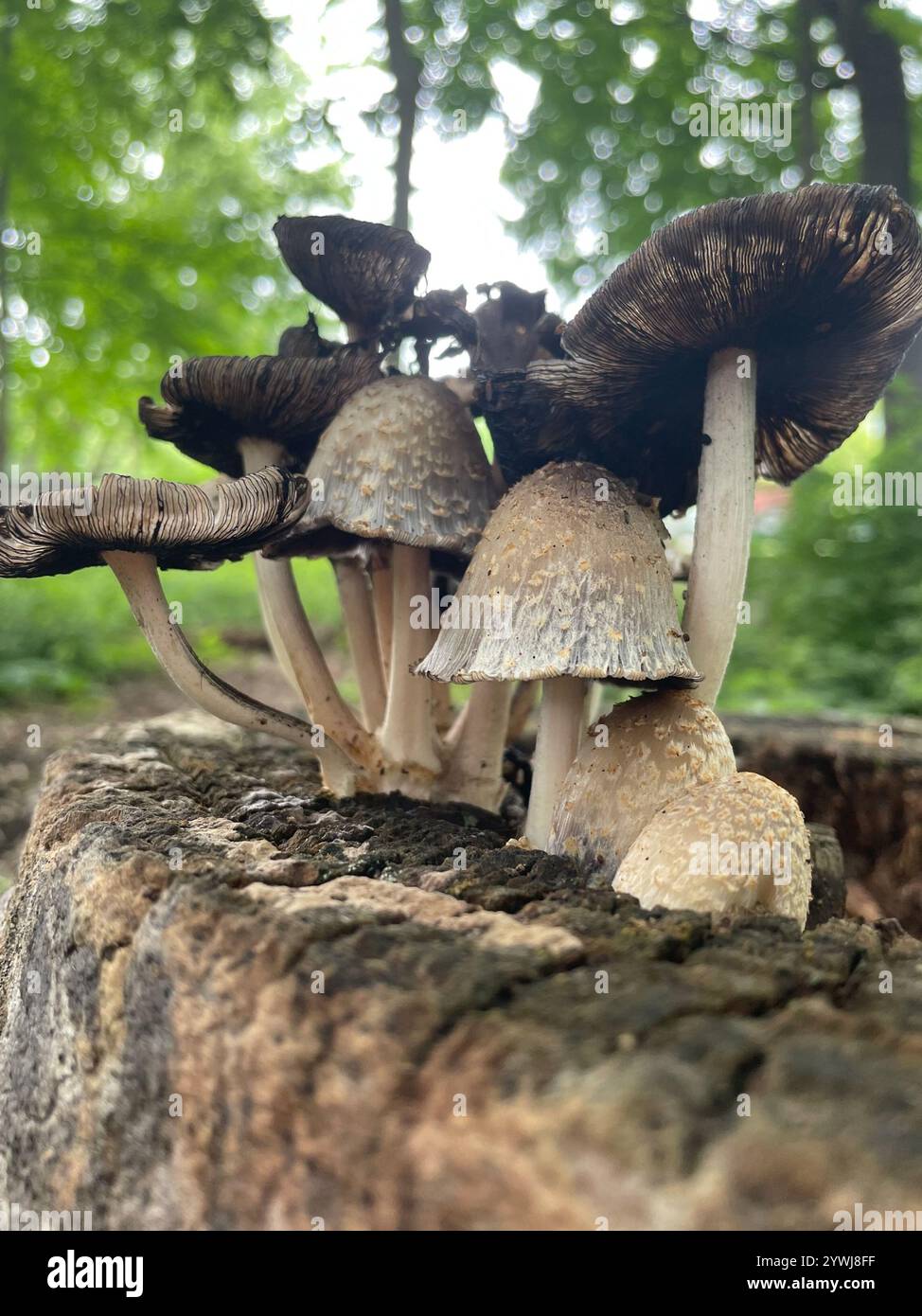scaly ink cap (Coprinopsis variegata Stock Photo - Alamy