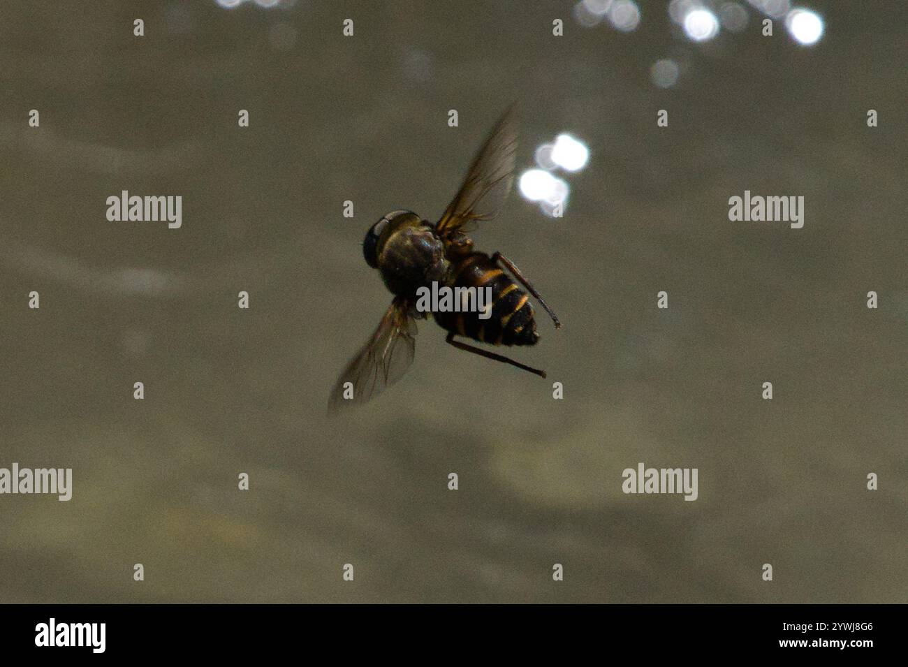 Dark Giant Horse Fly (Tabanus sudeticus Stock Photo - Alamy