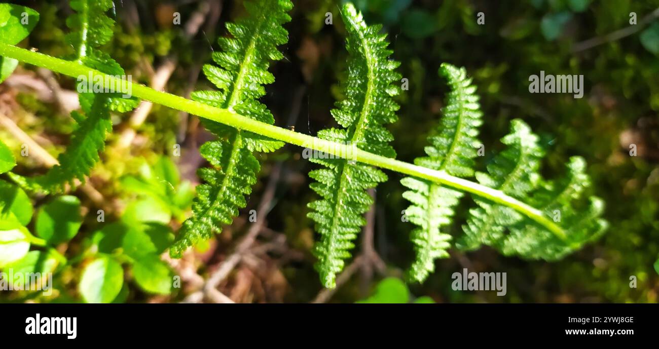 lady fern (Athyrium filix-femina Stock Photo - Alamy