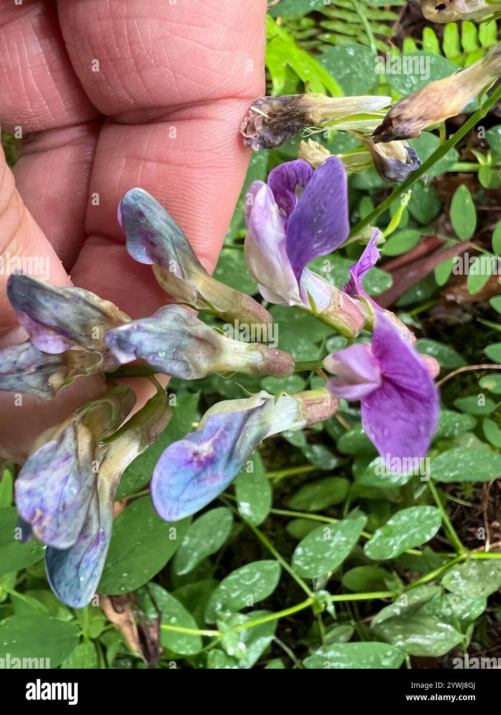 Leafy Pea (Lathyrus polyphyllus Stock Photo - Alamy
