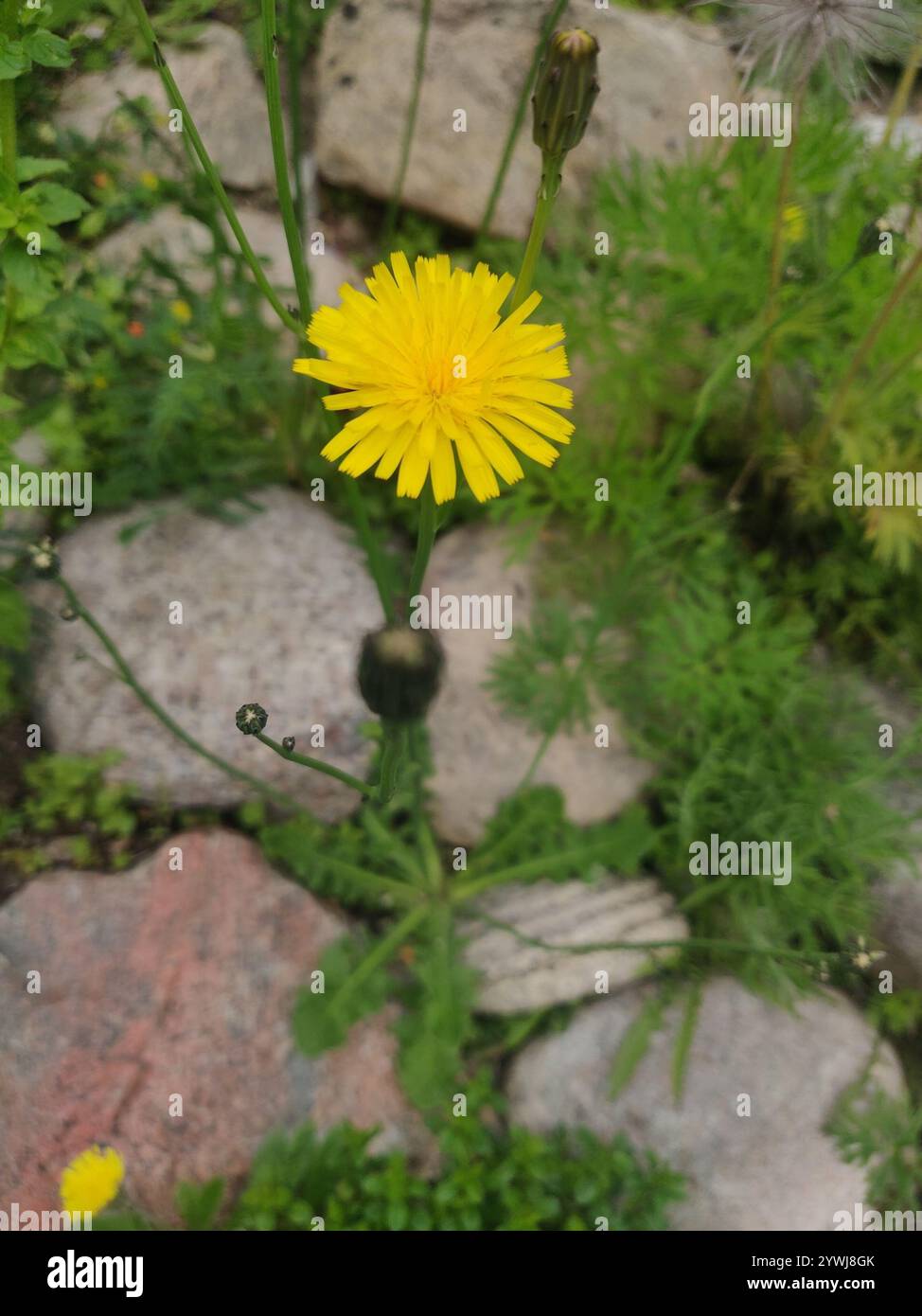 Common Cat's-ear (Hypochaeris radicata Stock Photo - Alamy