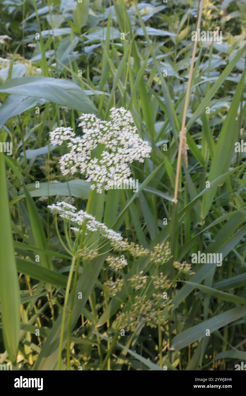 carrot family (Apiaceae Stock Photo - Alamy