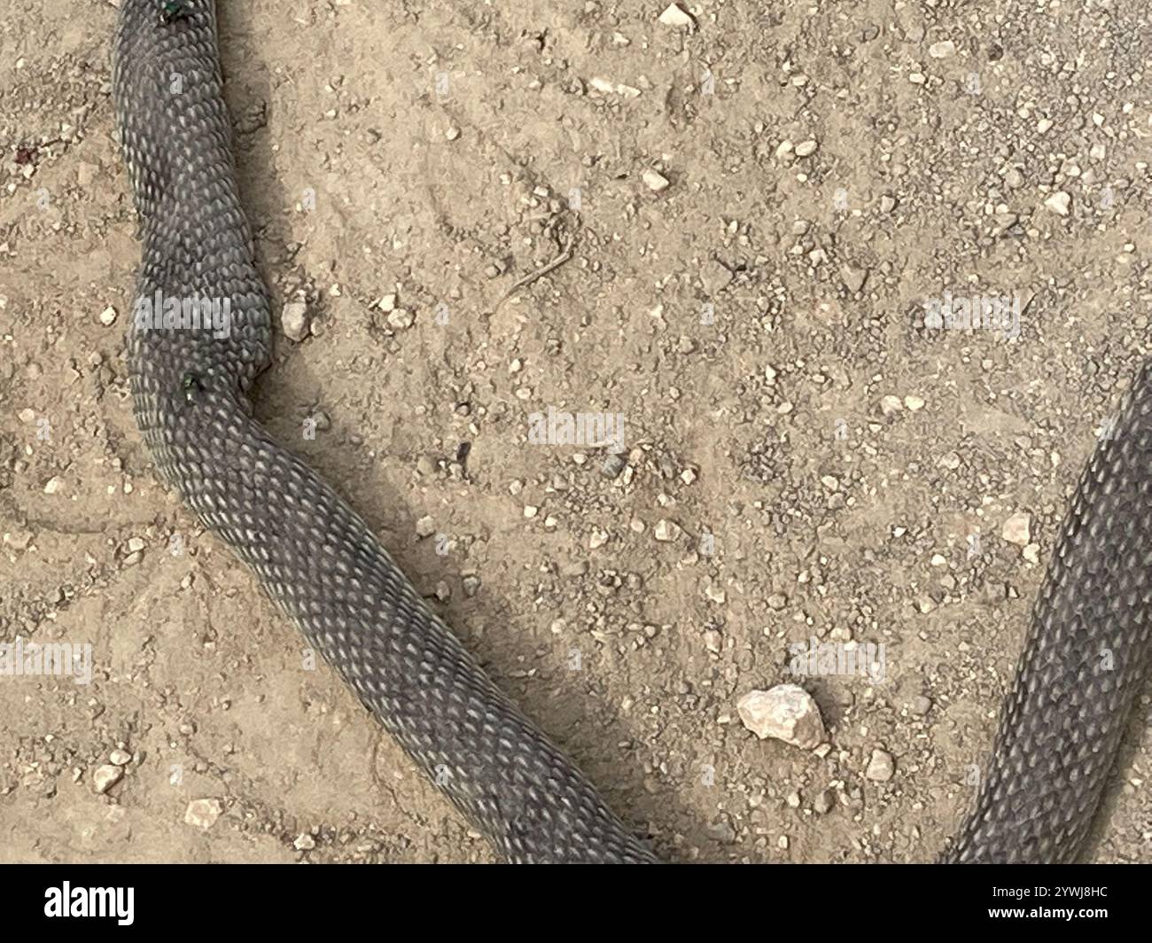 Caspian Whipsnake (Dolichophis caspius Stock Photo - Alamy