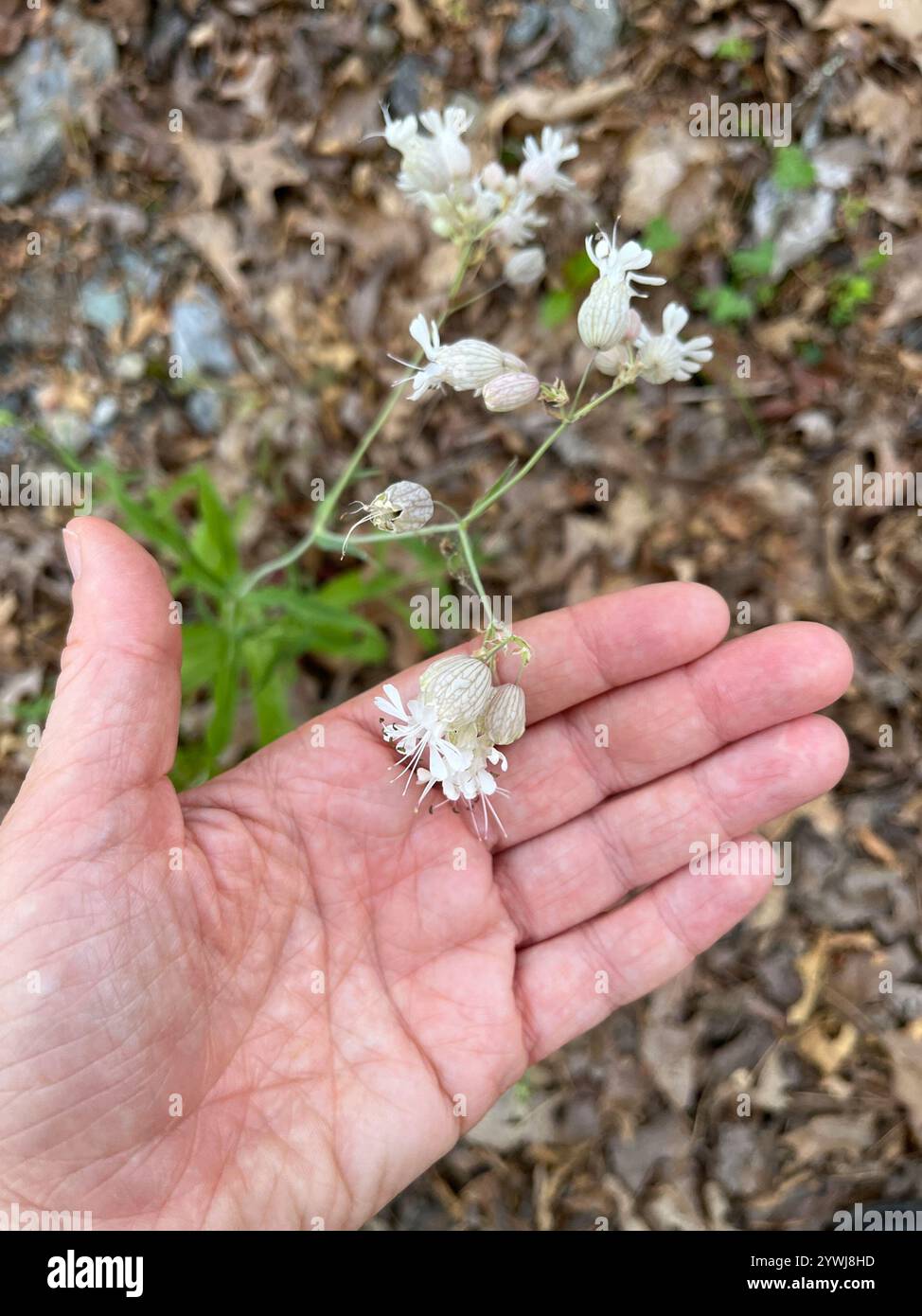 bladder campion (Silene vulgaris Stock Photo - Alamy