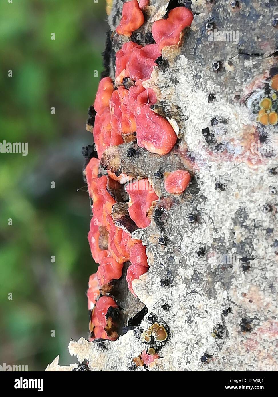 Red Tree Brain Fungus (Peniophora rufa Stock Photo - Alamy