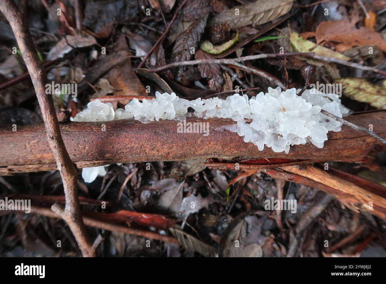 snow fungus (Tremella fuciformis Stock Photo - Alamy