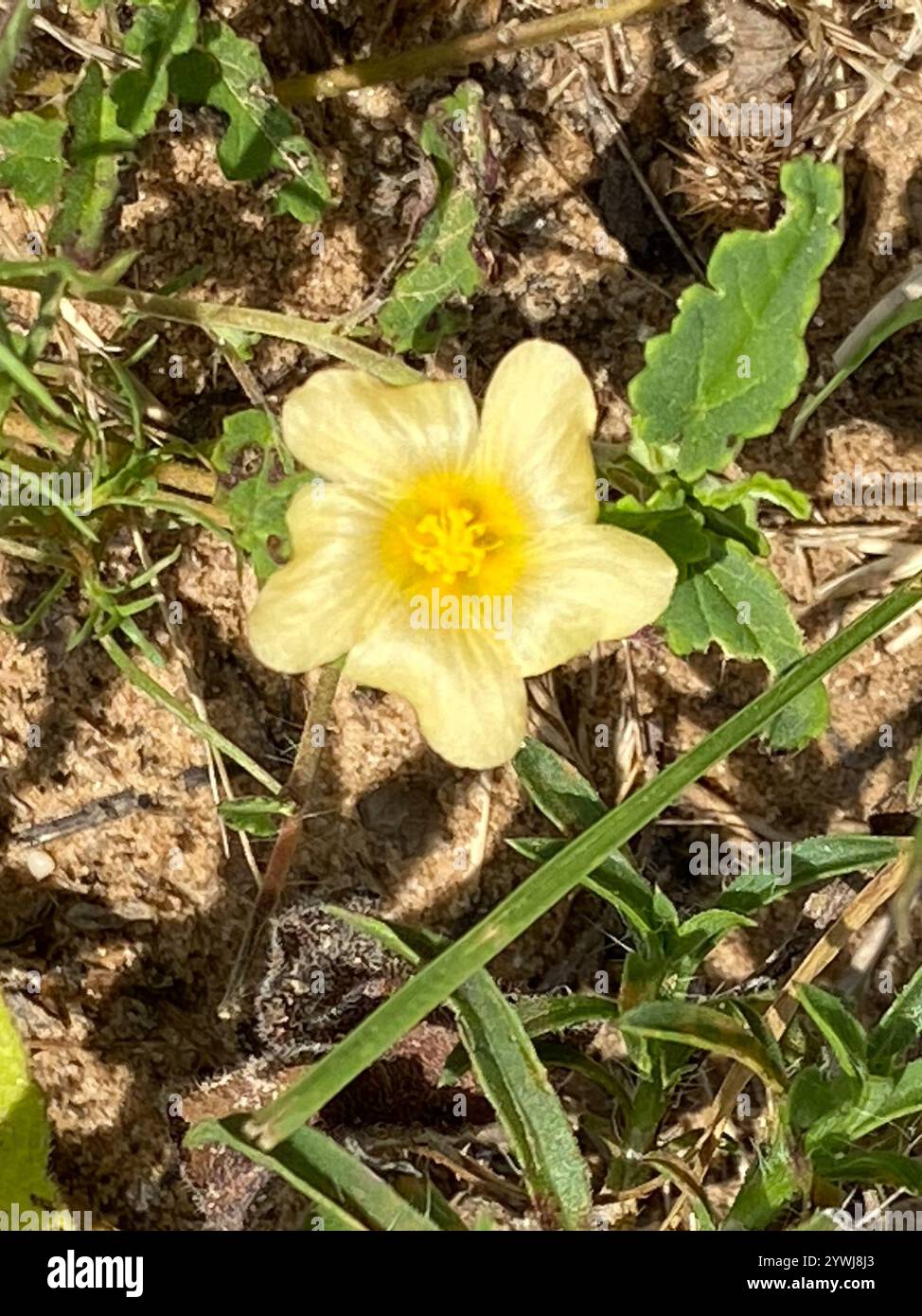 spreading sida (Sida abutilifolia Stock Photo - Alamy