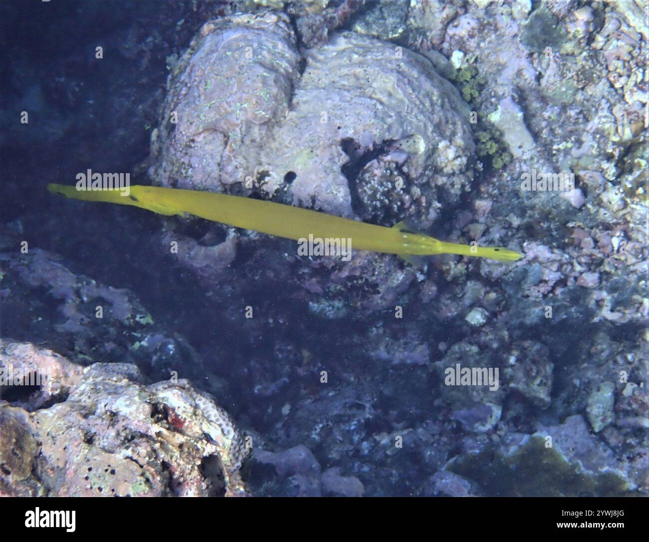 Pacific Trumpetfish (Aulostomus chinensis Stock Photo - Alamy