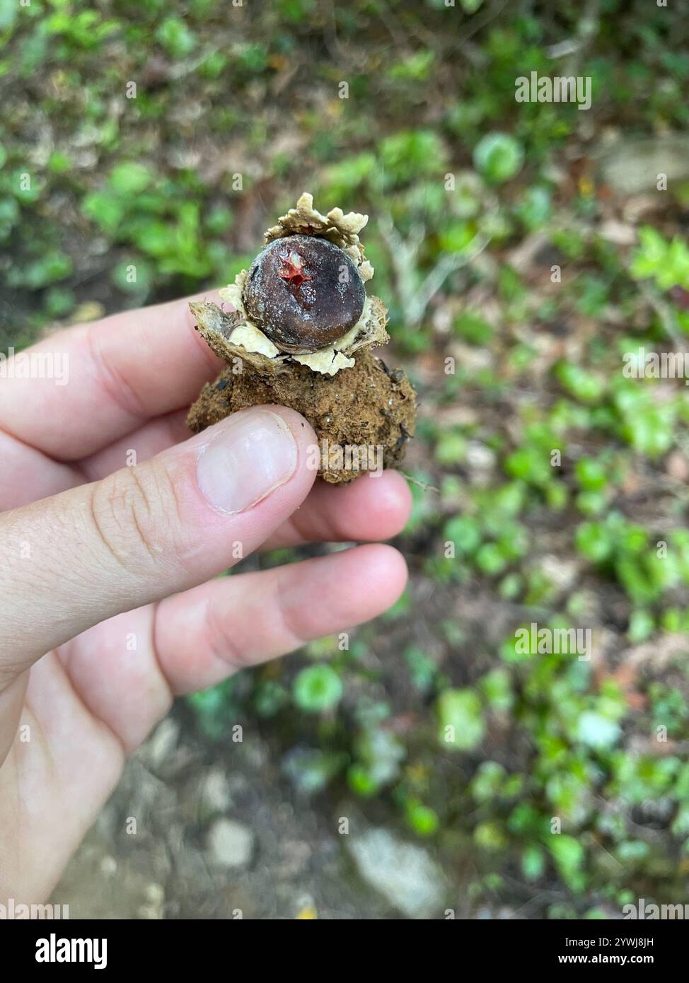 Calostoma hi-res stock photography and images - Alamy