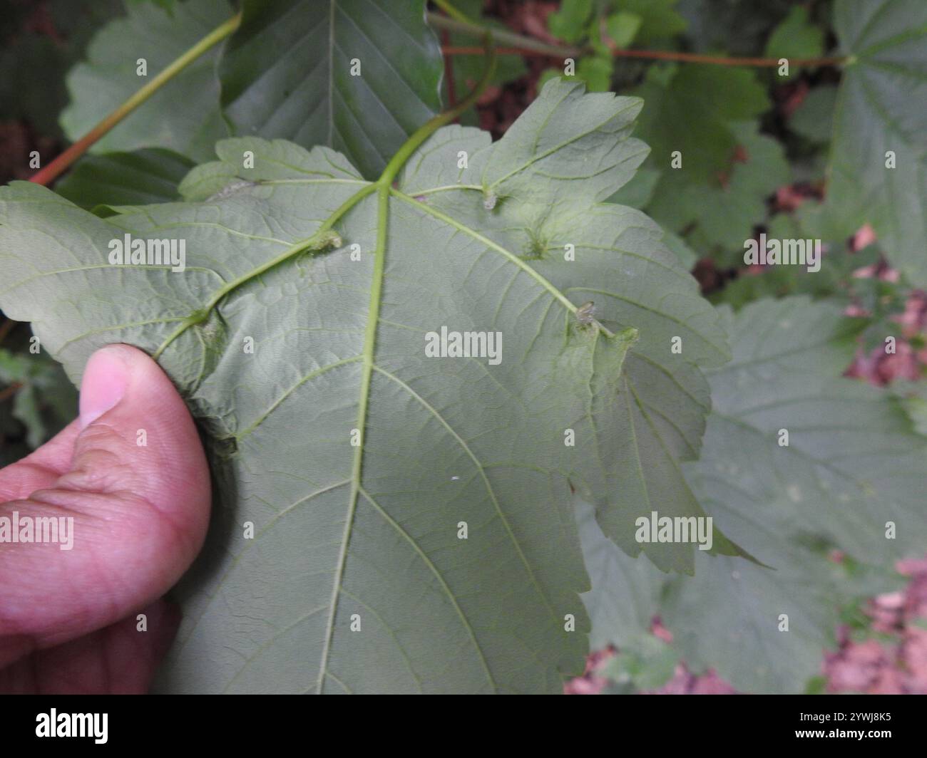 Gall and Rust Mites (Eriophyidae Stock Photo - Alamy