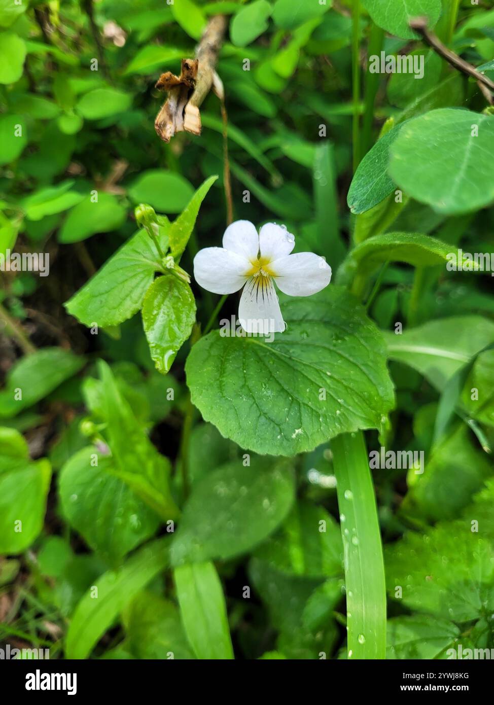 Canada Violet (Viola canadensis Stock Photo - Alamy