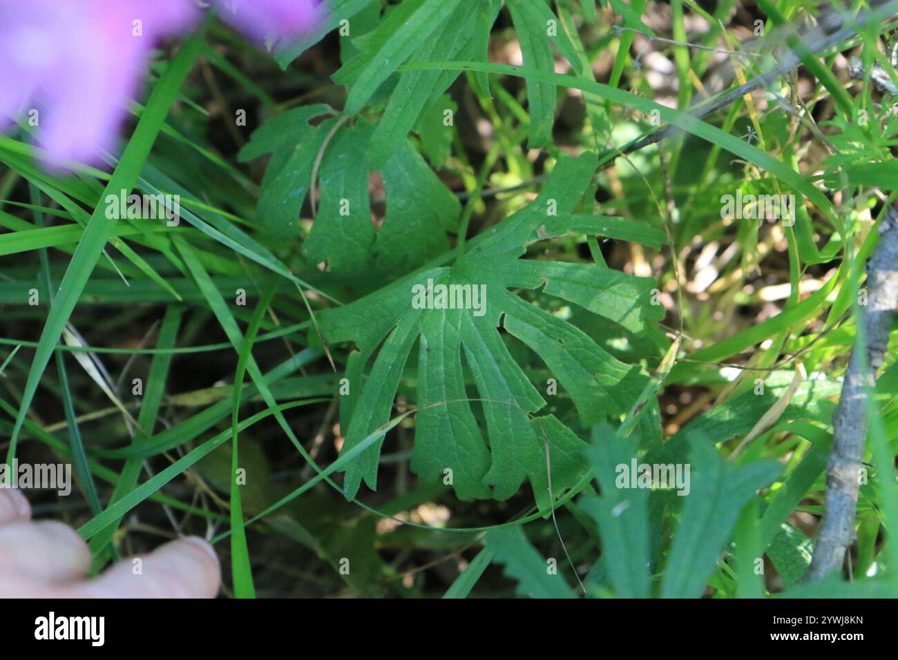 Rose Checkermallow (Sidalcea virgata Stock Photo - Alamy