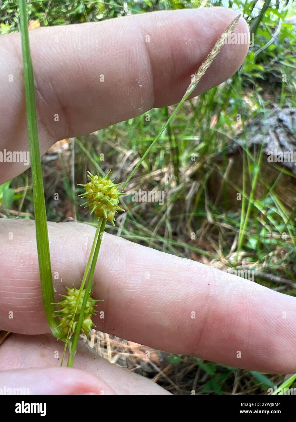 golden sedge (Carex lutea Stock Photo - Alamy