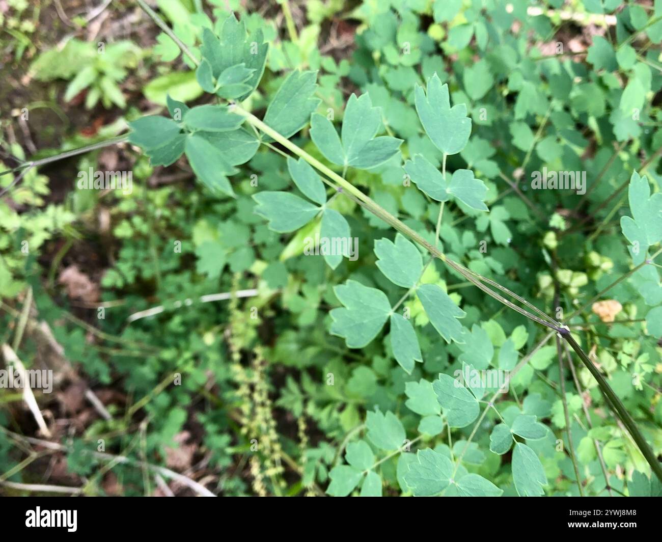 Lesser Meadow-rue (Thalictrum minus Stock Photo - Alamy