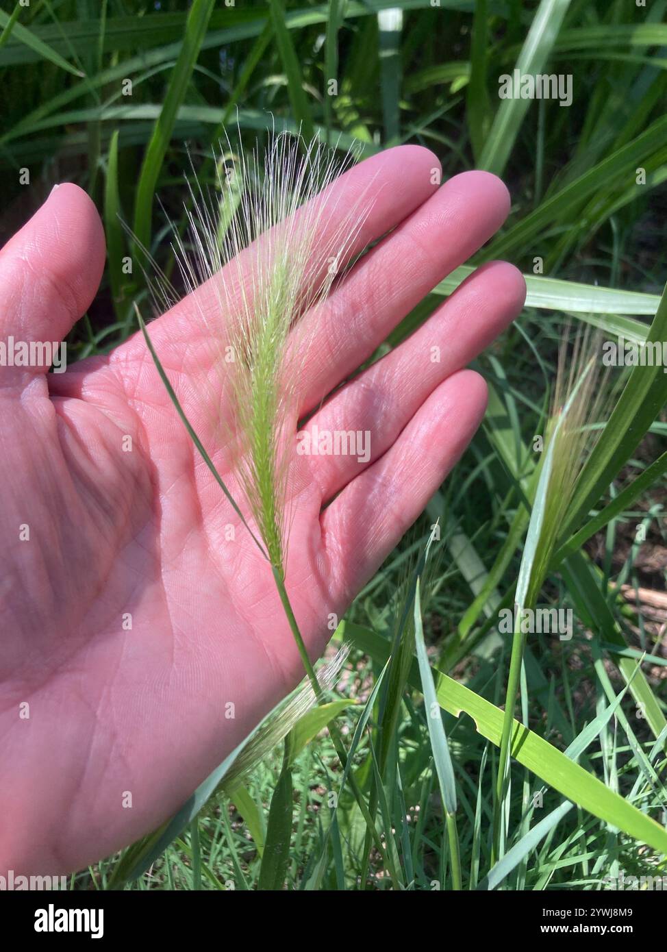 Foxtail Barley (Hordeum jubatum Stock Photo - Alamy