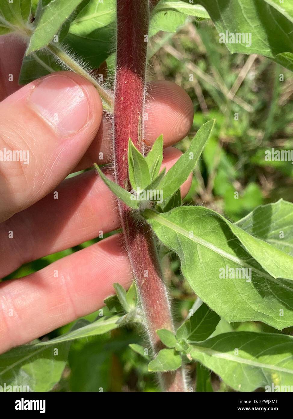 velvetweed (Oenothera curtiflora Stock Photo - Alamy