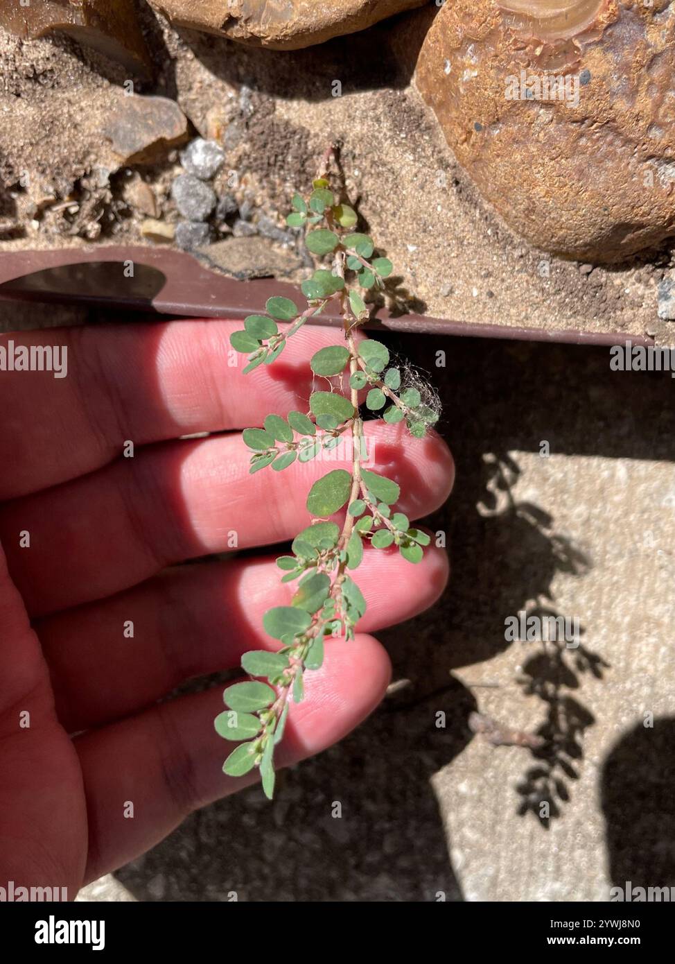 prostrate sandmat (Euphorbia prostrata Stock Photo - Alamy