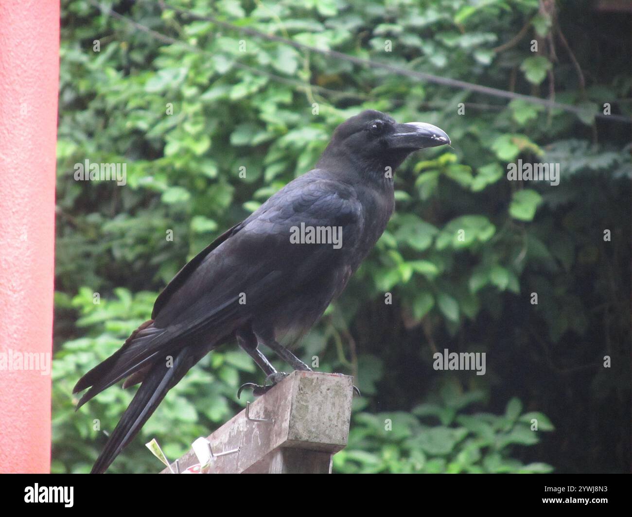 Large-billed Crow (Corvus macrorhynchos Stock Photo - Alamy