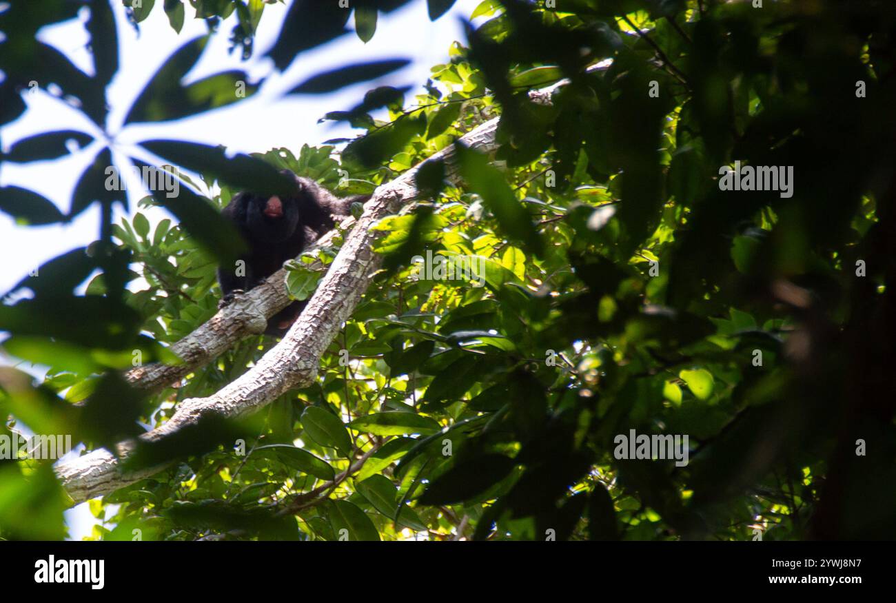 Red-nosed Bearded Saki (Chiropotes albinasus Stock Photo - Alamy