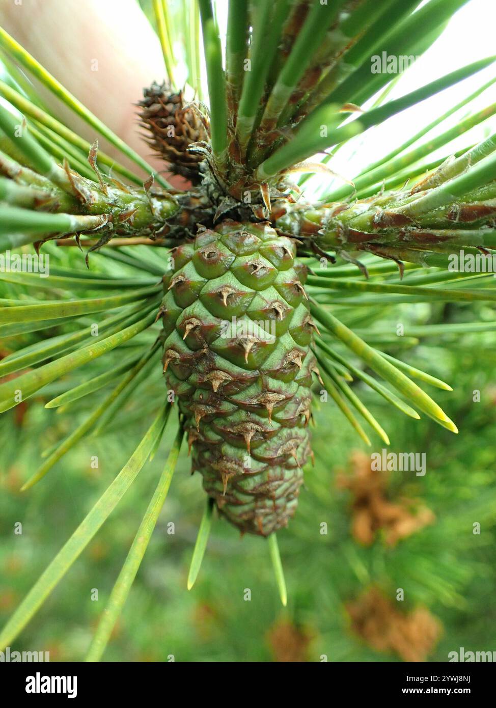 Shore Pine (Pinus contorta contorta Stock Photo - Alamy