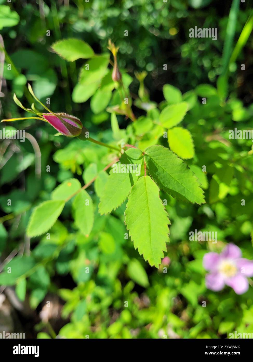 Prickly Wild Rose (Rosa acicularis Stock Photo - Alamy