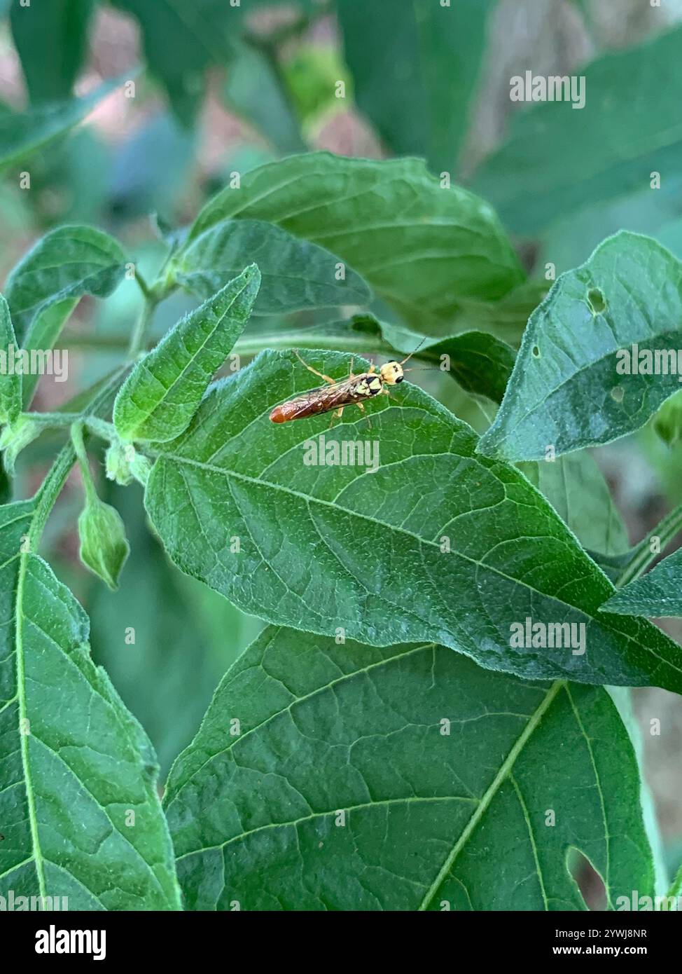 Web-spinning Sawflies (Pamphiliidae Stock Photo - Alamy