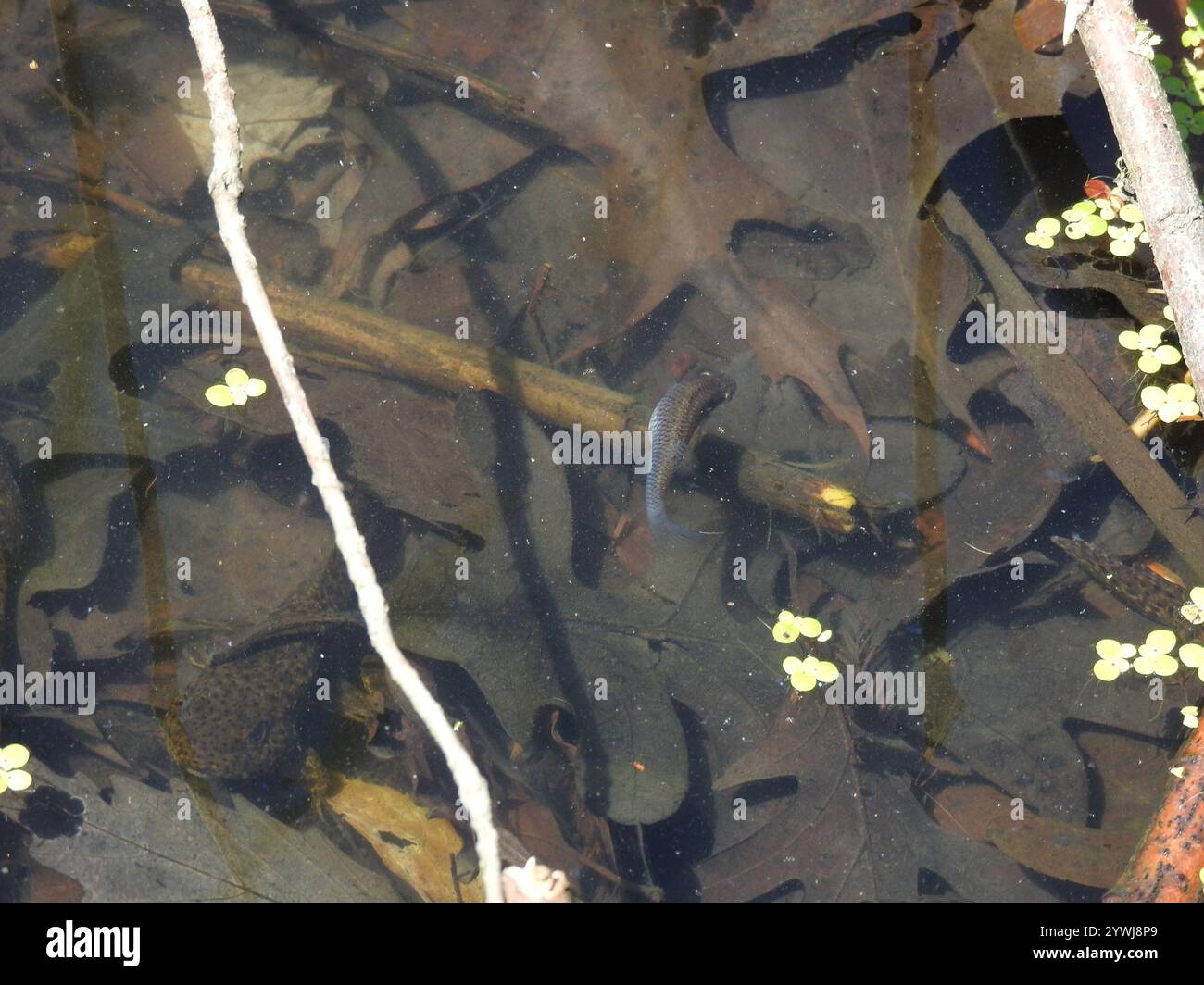 Western Mosquitofish (Gambusia affinis Stock Photo - Alamy