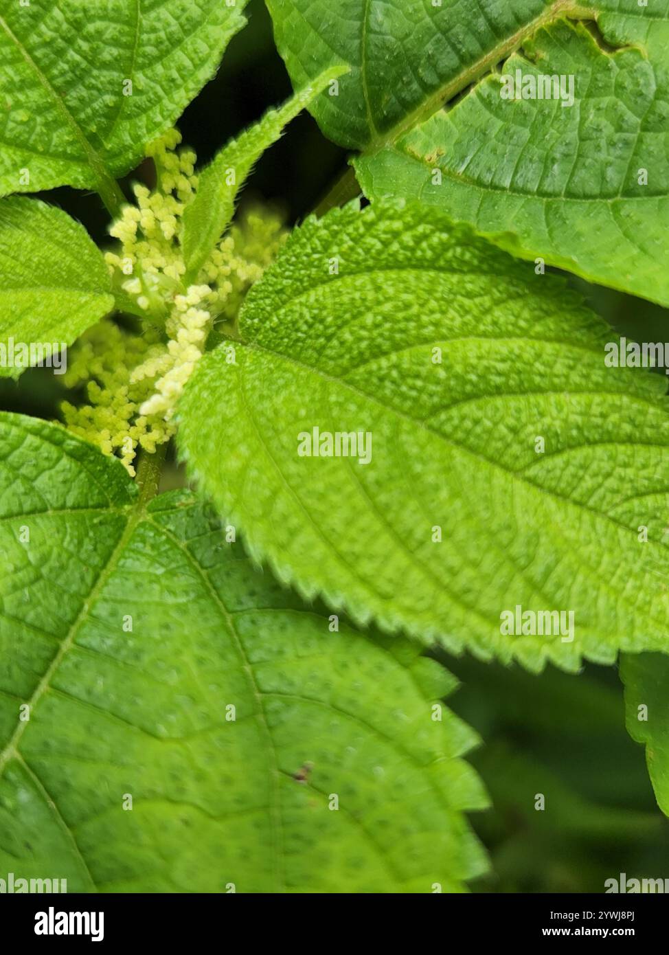 wood nettle (Laportea canadensis Stock Photo - Alamy