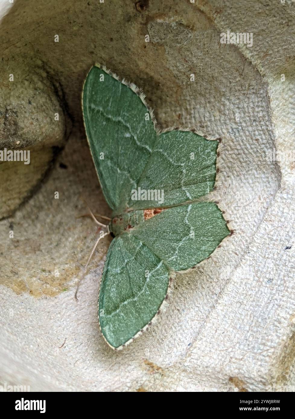 Common Emerald (Hemithea aestivaria Stock Photo - Alamy