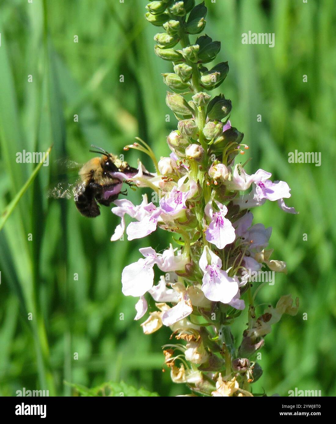 Abrupt Digger Bee (Anthophora abrupta Stock Photo - Alamy