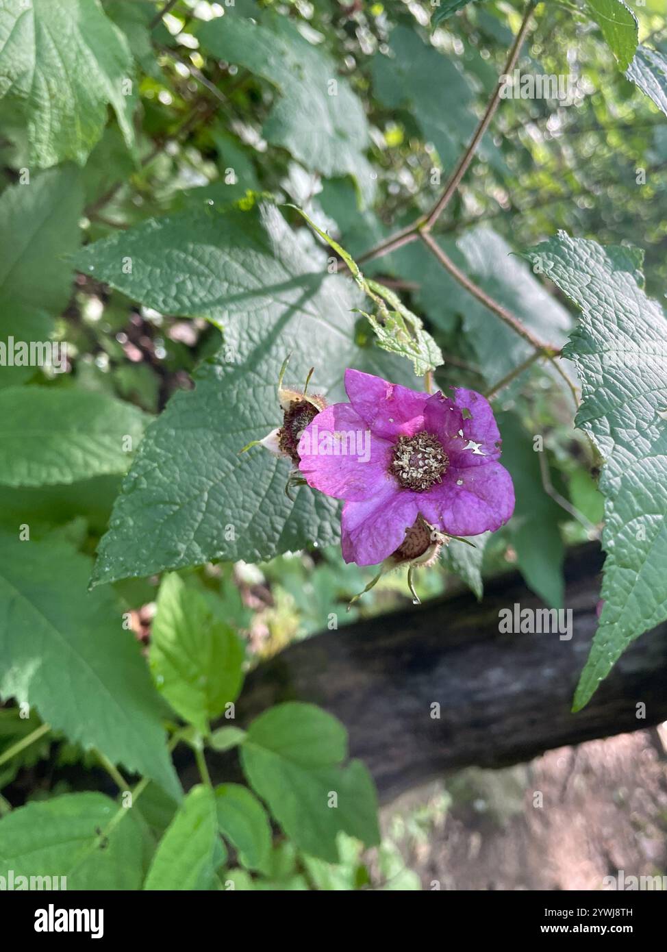 Purple flowered raspberry hi-res stock photography and images - Alamy