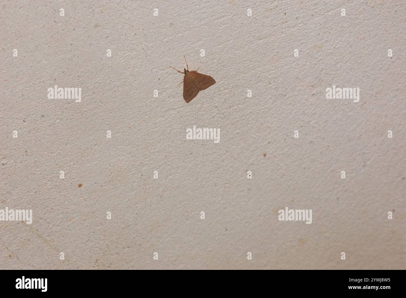 Leaftier moth hi-res stock photography and images - Alamy
