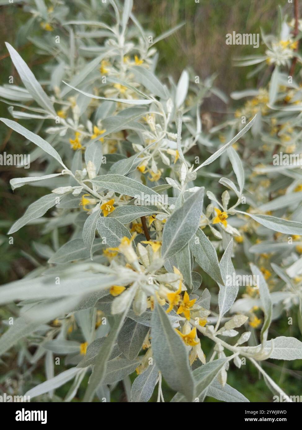 Russian olive (Elaeagnus angustifolia Stock Photo - Alamy