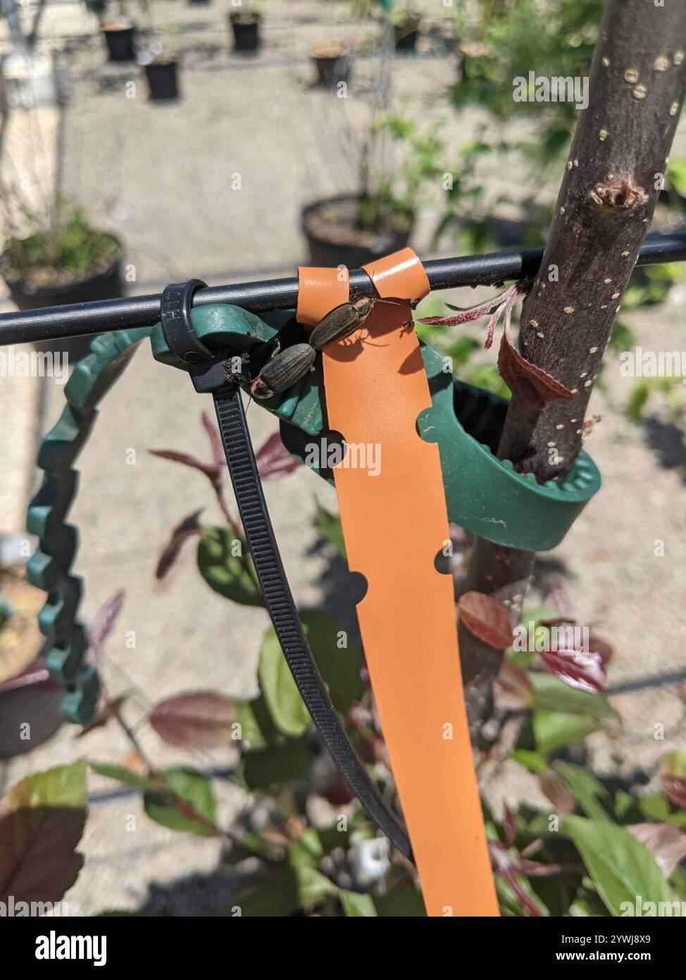 Winter Firefly (Ellychnia corrusca Stock Photo - Alamy