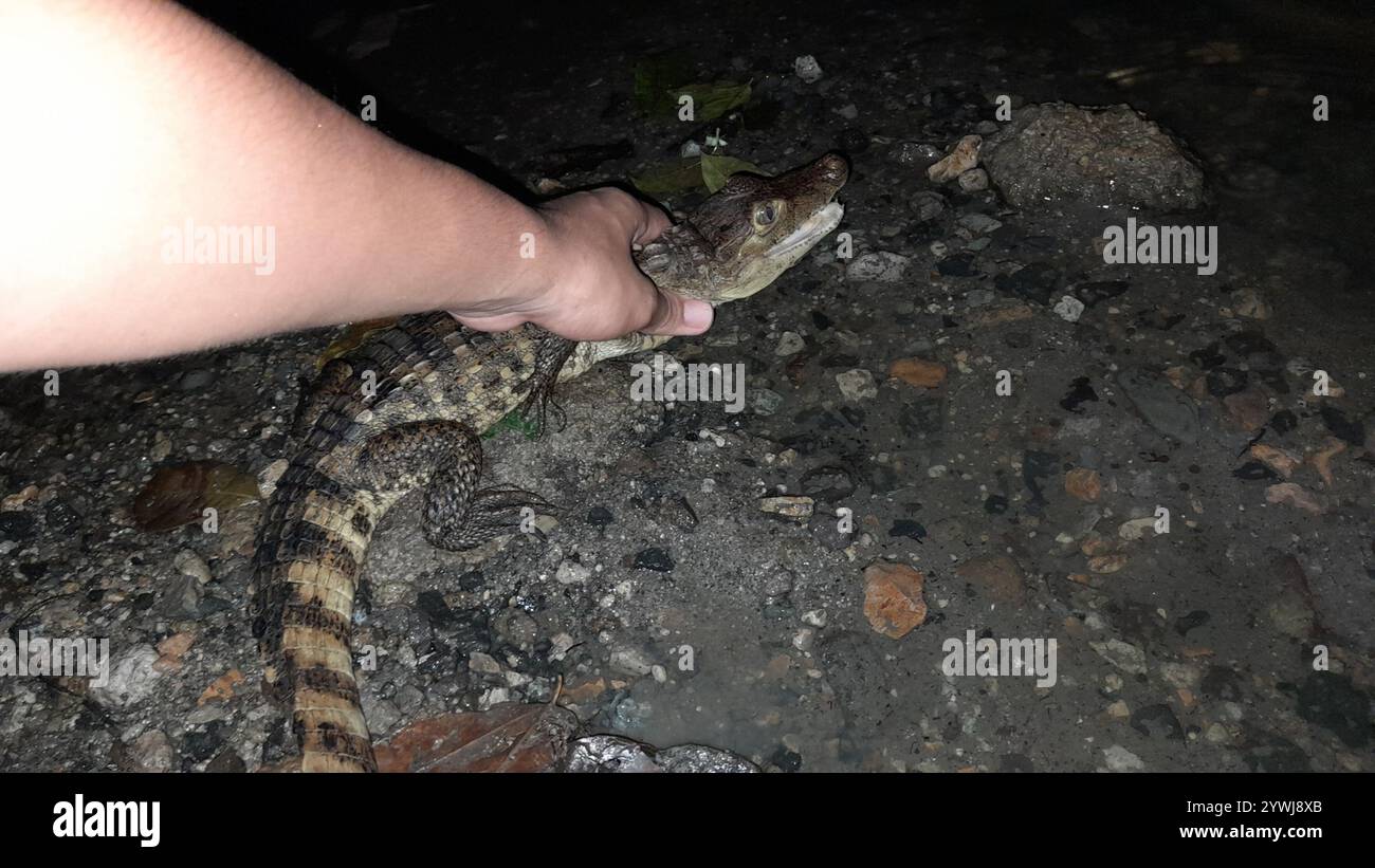 Brown Caiman (Caiman crocodilus fuscus Stock Photo - Alamy