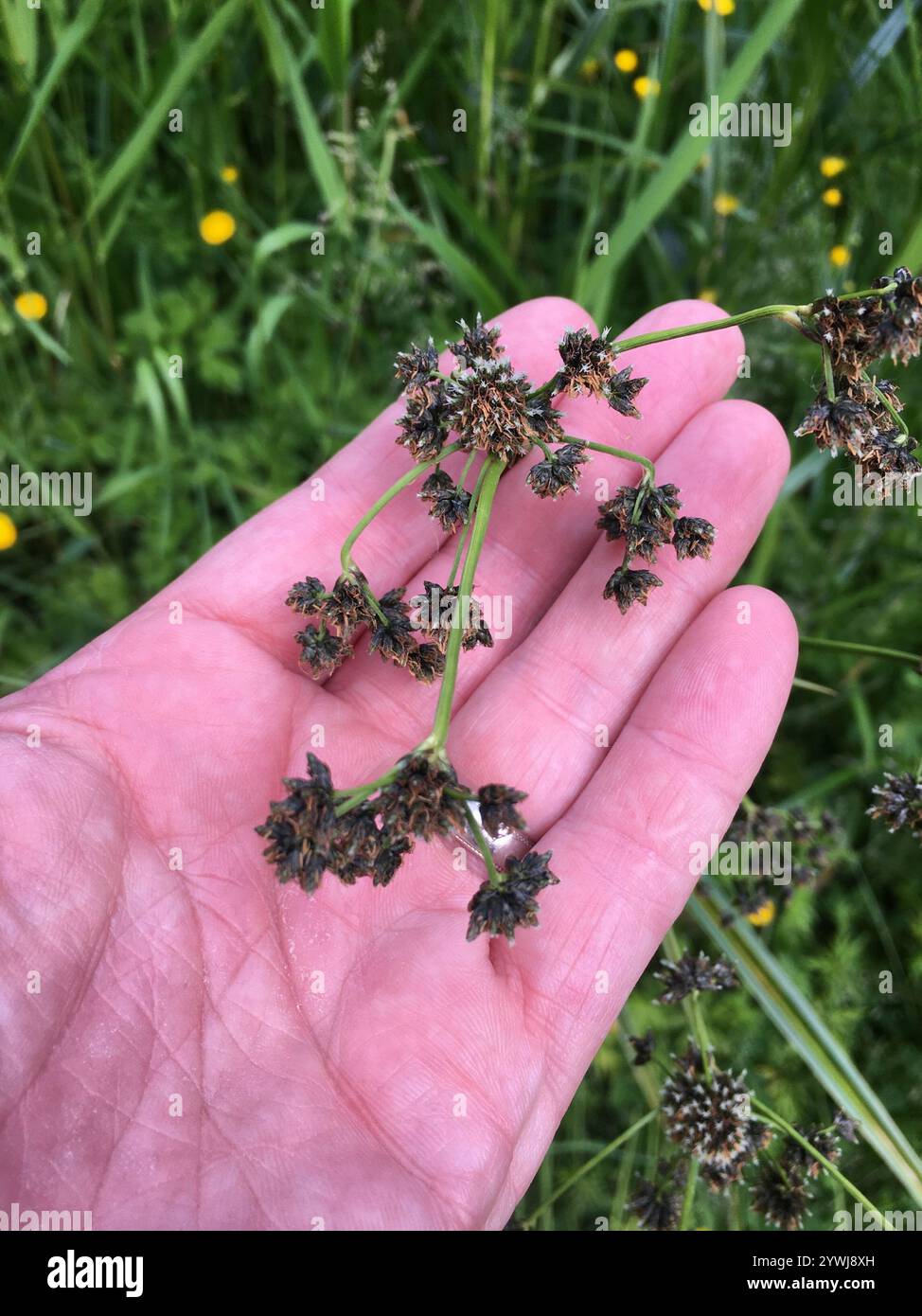Panicled Bulrush (Scirpus microcarpus Stock Photo - Alamy