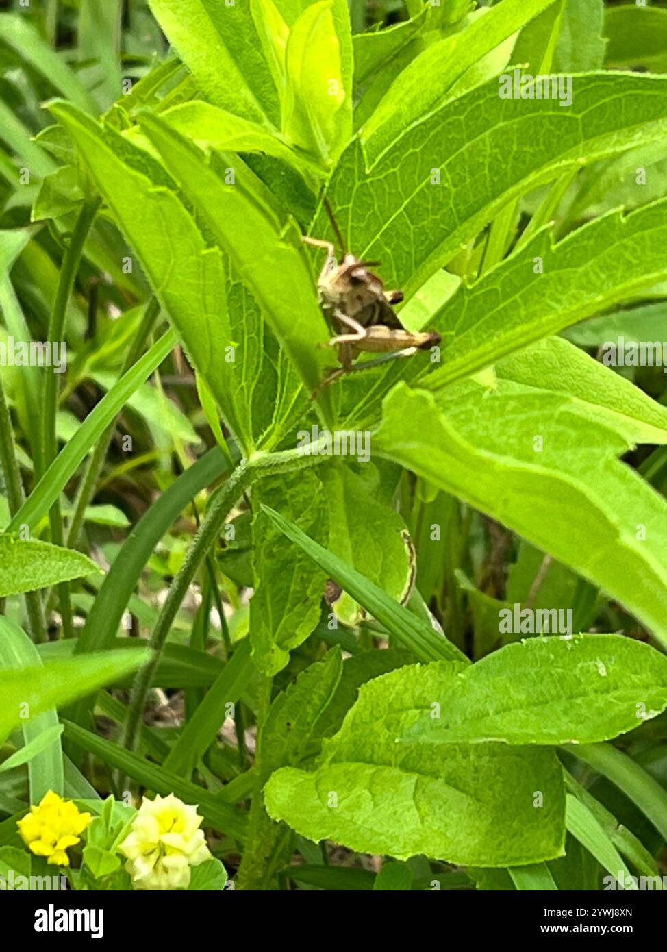 Green-striped Grasshopper (Chortophaga viridifasciata Stock Photo - Alamy