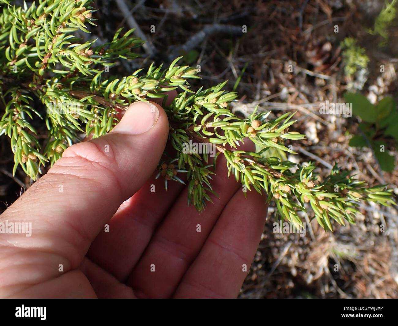 common juniper (Juniperus communis Stock Photo - Alamy