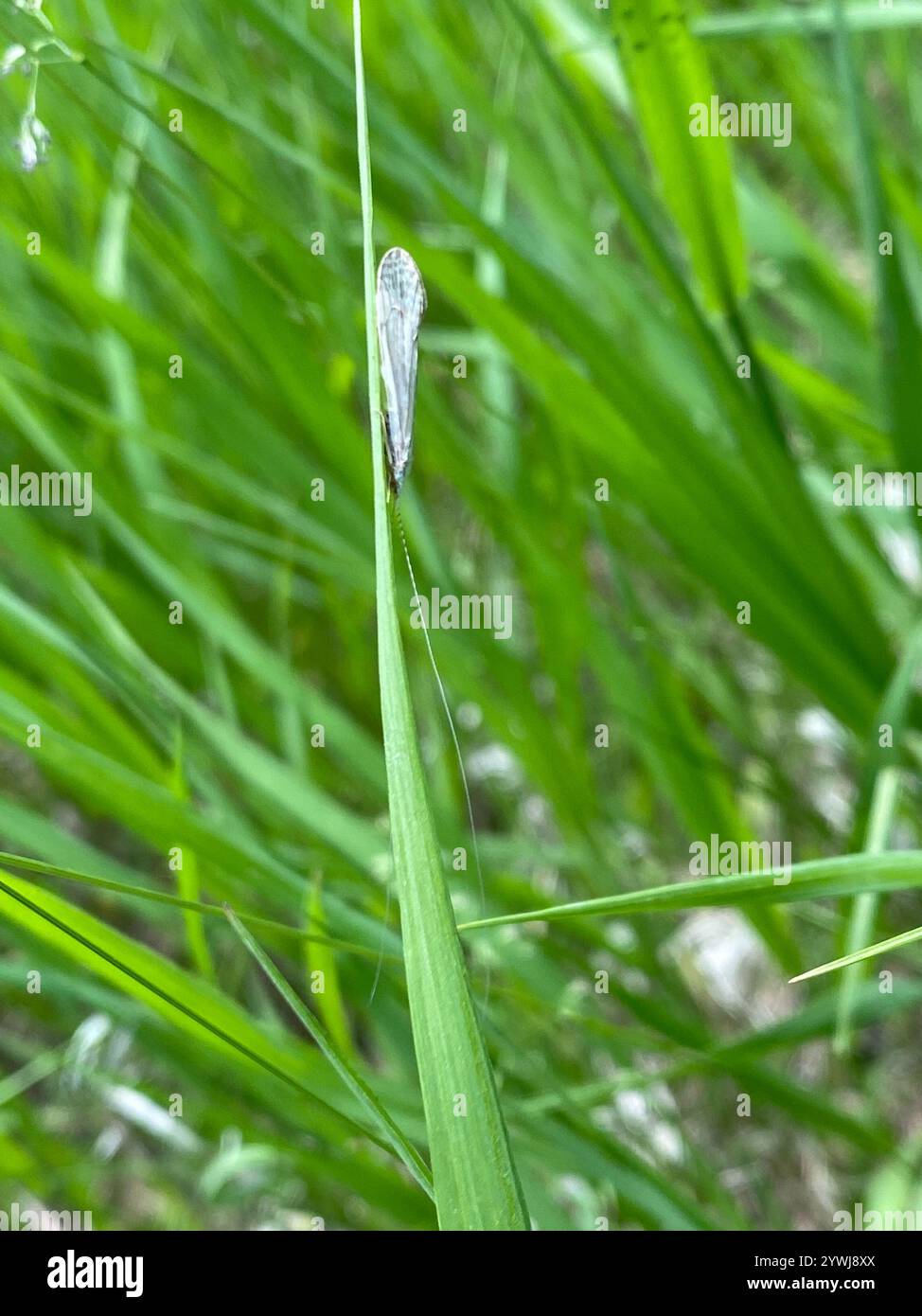Winged and Once-winged Insects (Pterygota Stock Photo - Alamy