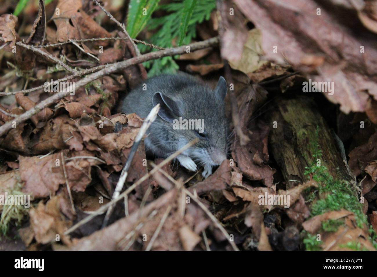 Western Deer Mouse (Peromyscus sonoriensis Stock Photo - Alamy
