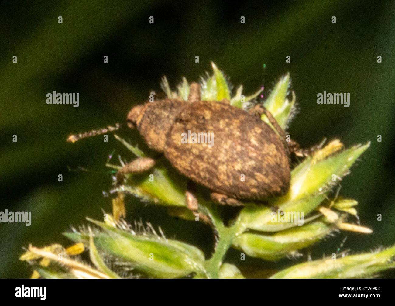 Broad-nosed Weevils (Entiminae Stock Photo - Alamy