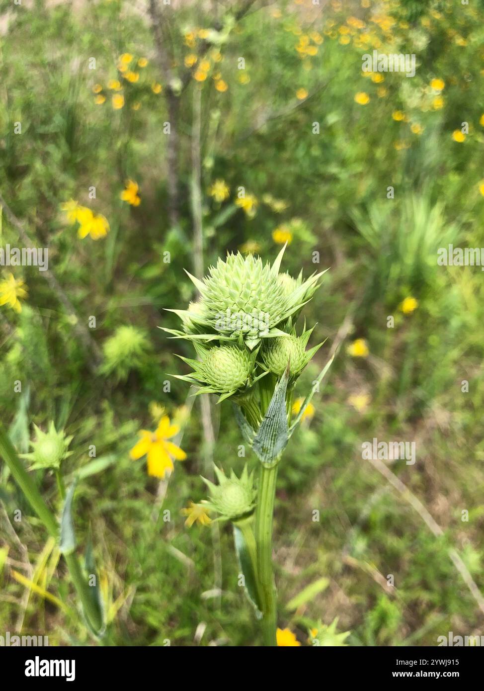 northern rattlesnake master (Eryngium yuccifolium yuccifolium Stock ...