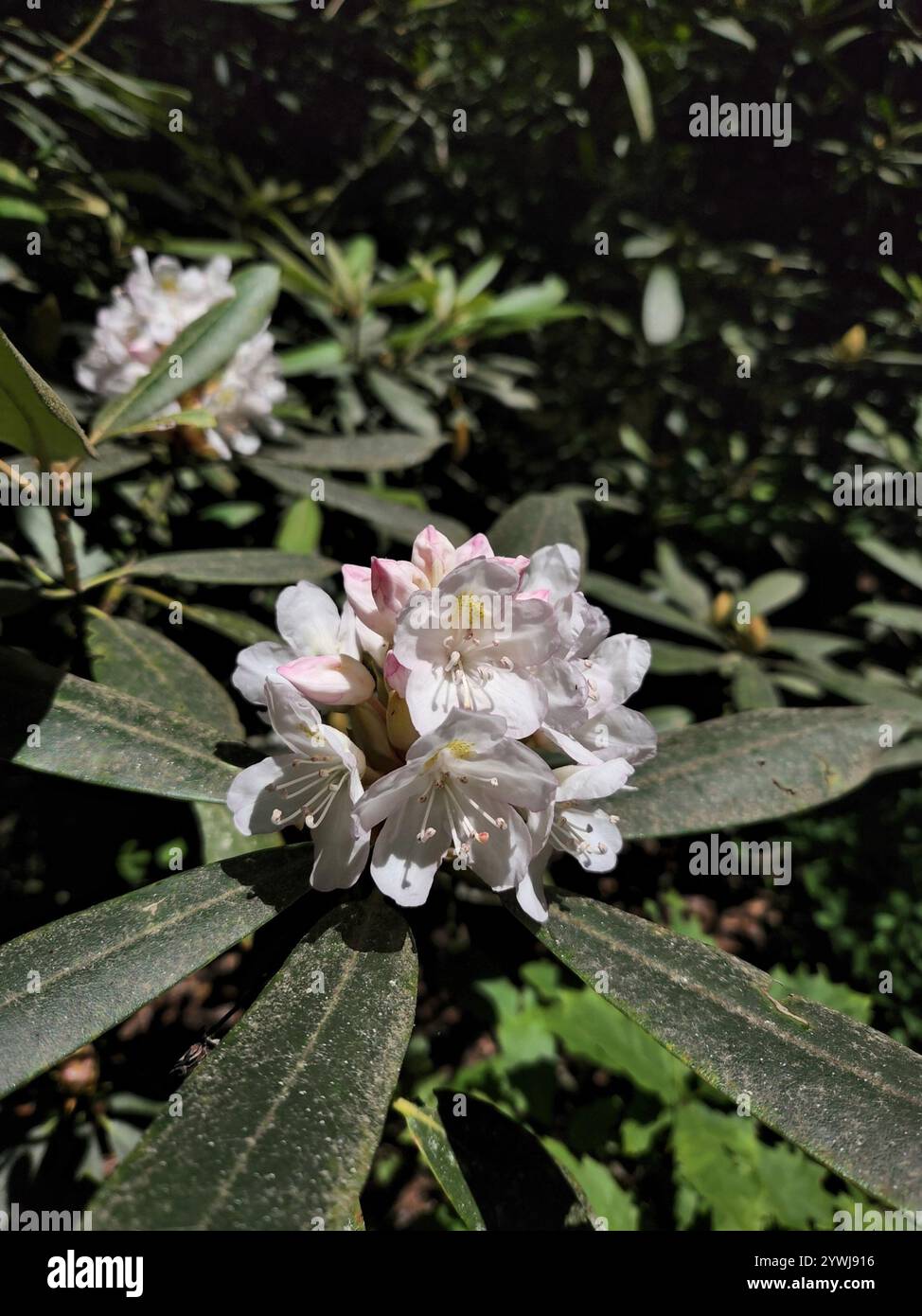 great rhododendron (Rhododendron maximum Stock Photo - Alamy