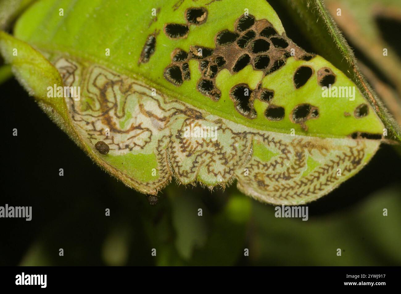Leaf Blotch Miner Moths (Gracillariidae Stock Photo - Alamy