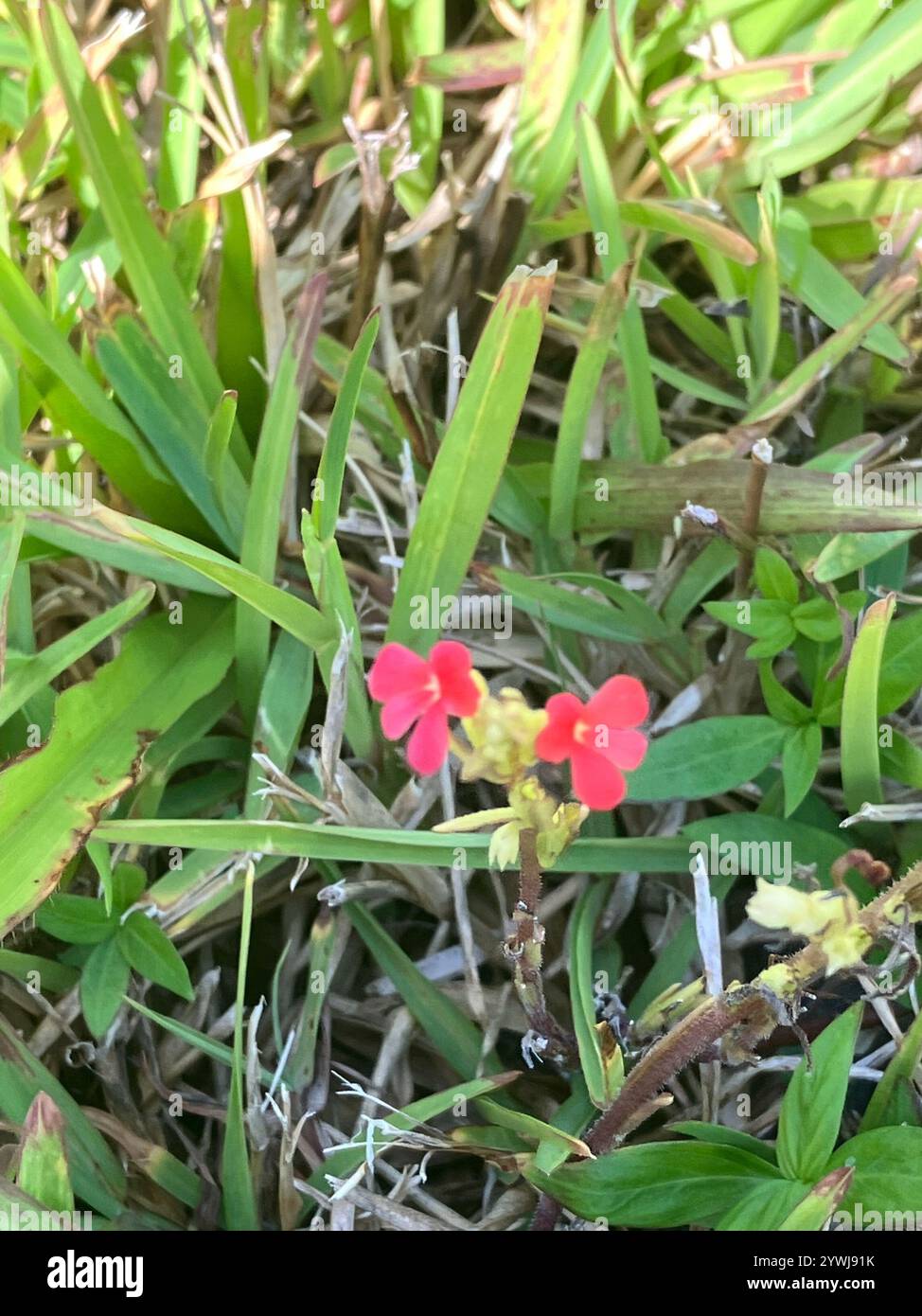Witchweed (Striga asiatica Stock Photo - Alamy