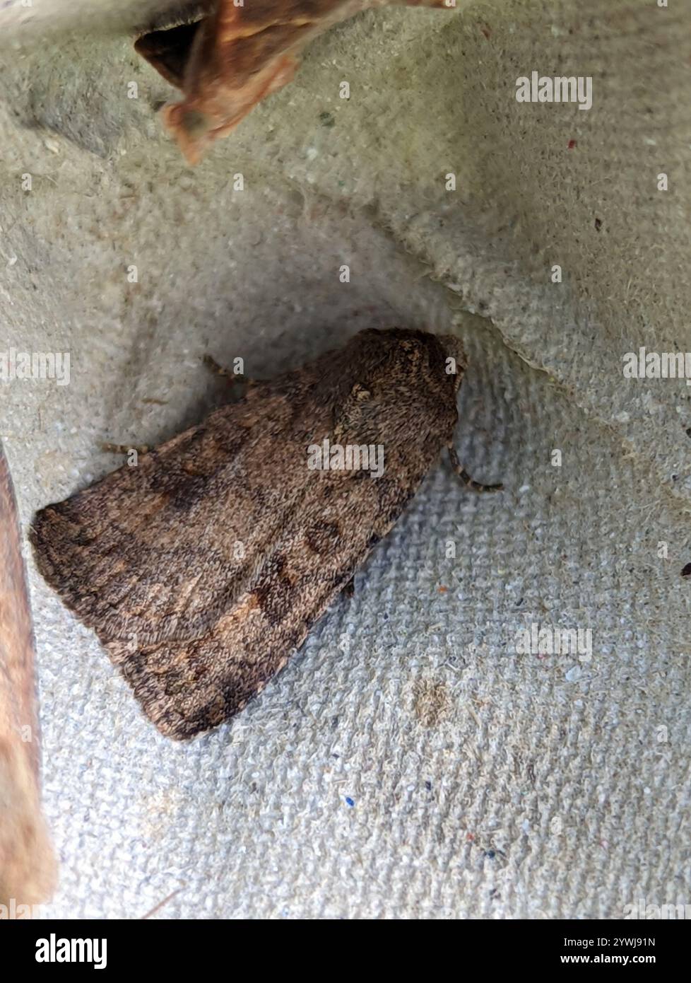 Mottled Rustic (Caradrina morpheus Stock Photo - Alamy